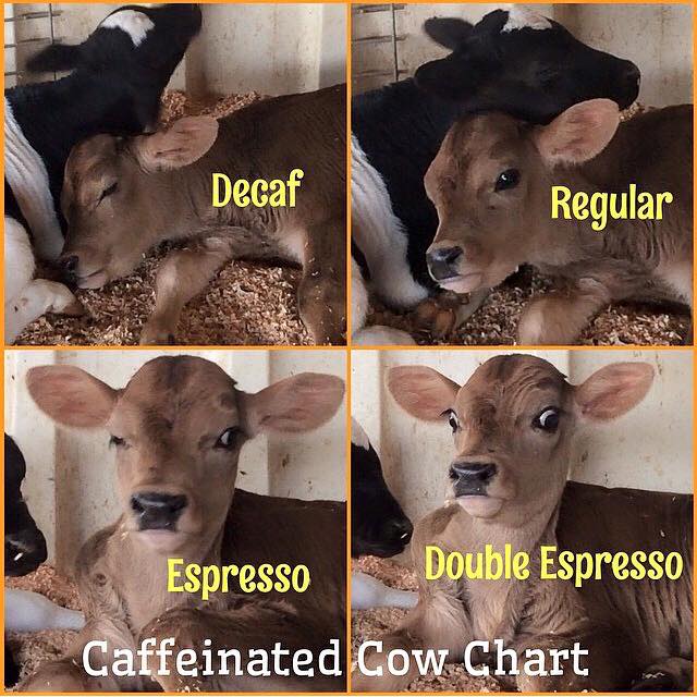 Coffee, Calves, And Kids – Farmer Bright